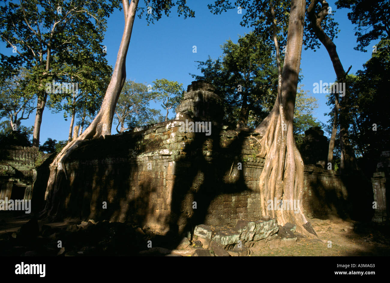 Trees growing around the temple at Ta Prohm, Angkor Wat complex, near ...