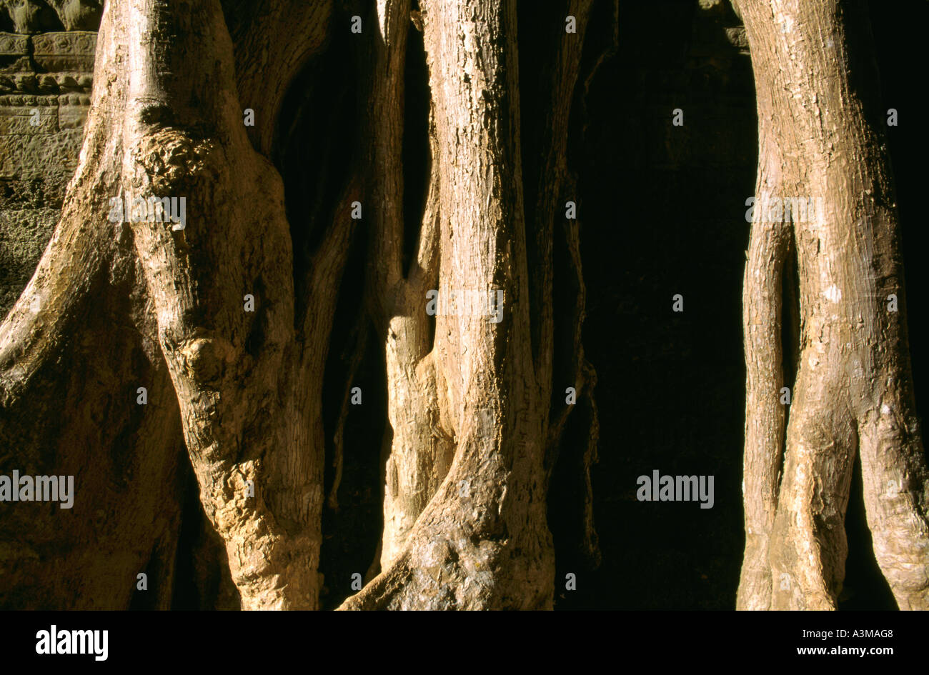 Root structure of trees growing around the temple at Ta Prohm, Angkor ...