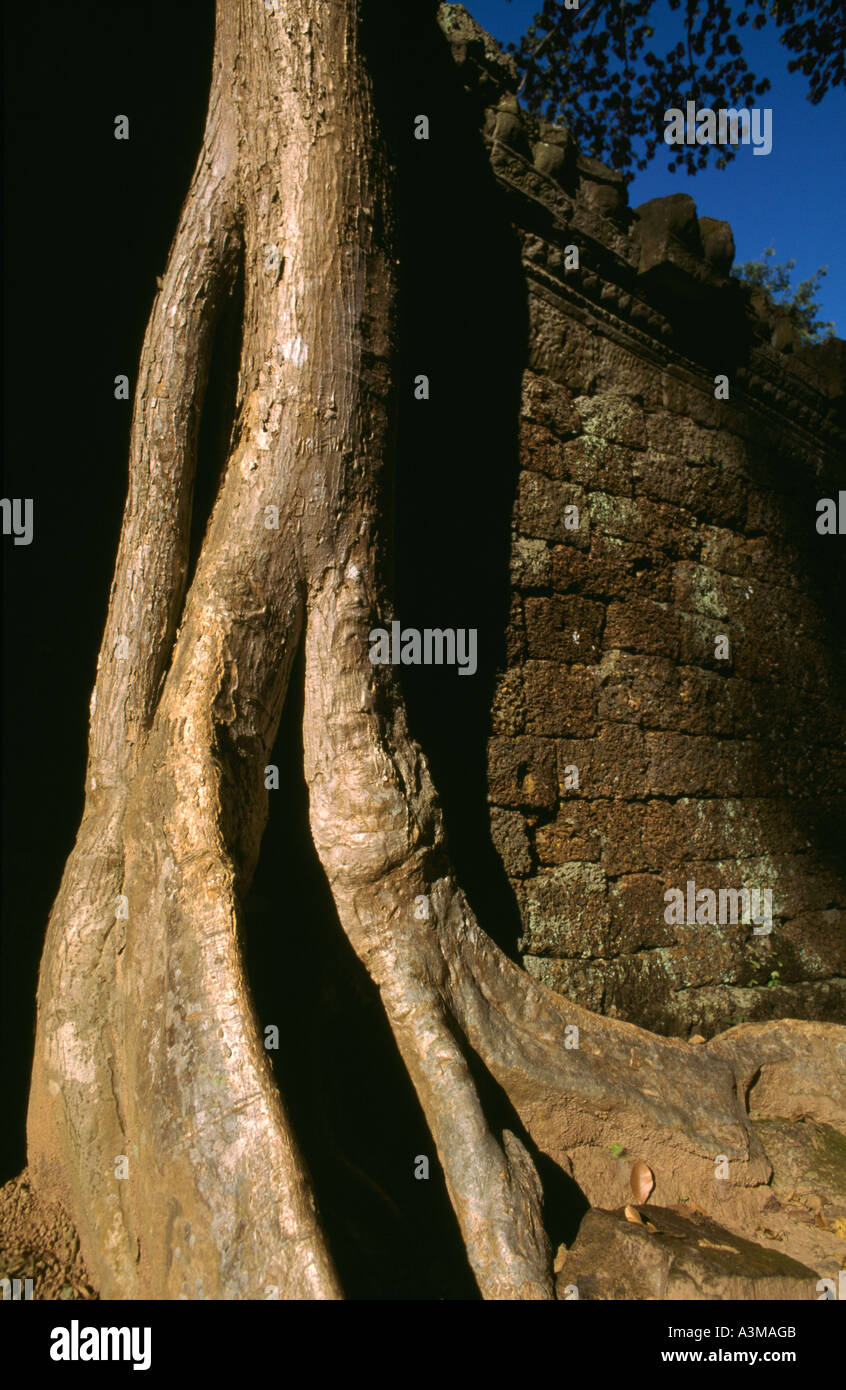 Root structure of a tree growing in the temple at Ta Prohm, Angkor Wat ...