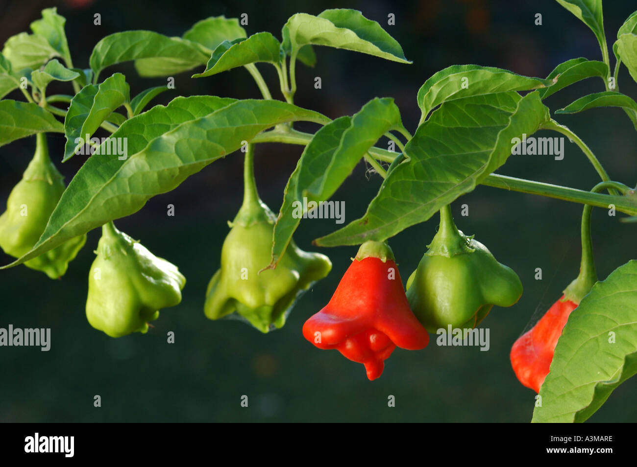 Green and red vine hi-res stock photography and images - Alamy