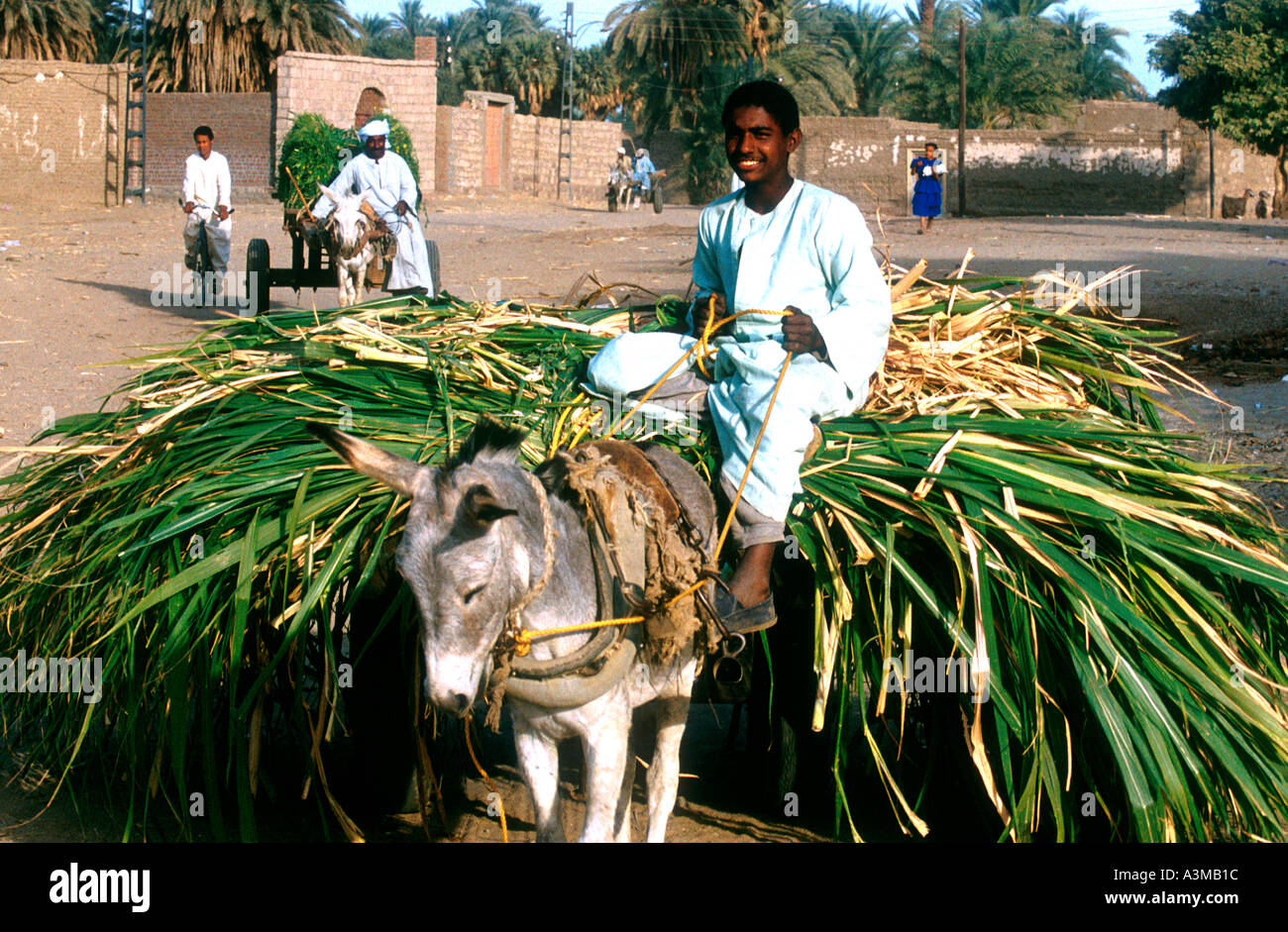 Boy on loaded donkey cart Egypt Stock Photo - Alamy