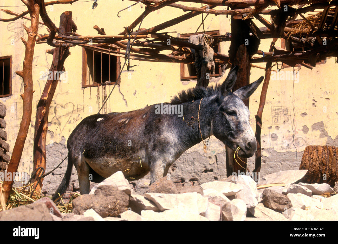 Donkey in stall eating straw Egypt Stock Photo - Alamy
