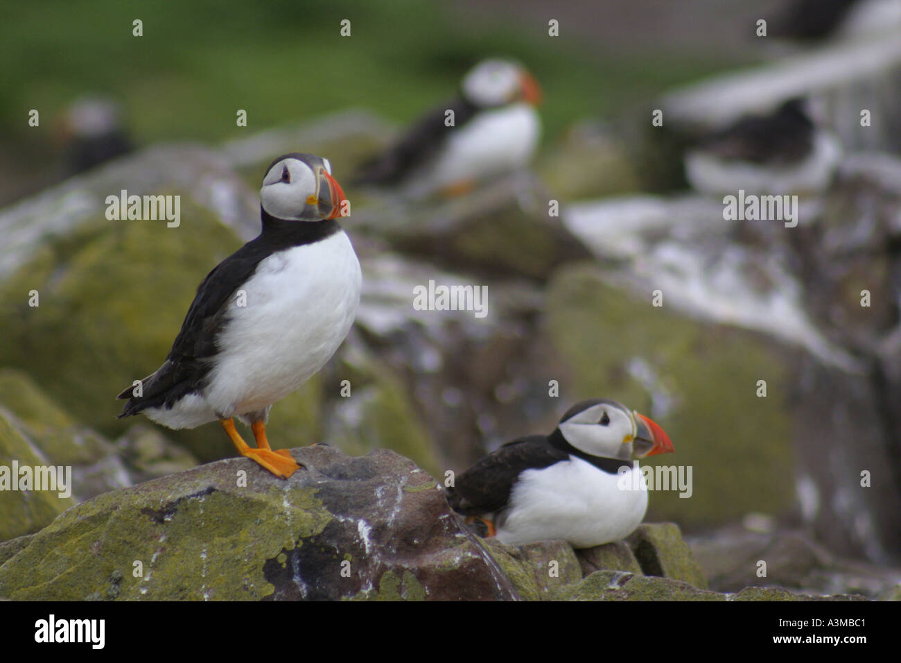 England Northumberland Farne Islands A group of puffins a popular ...