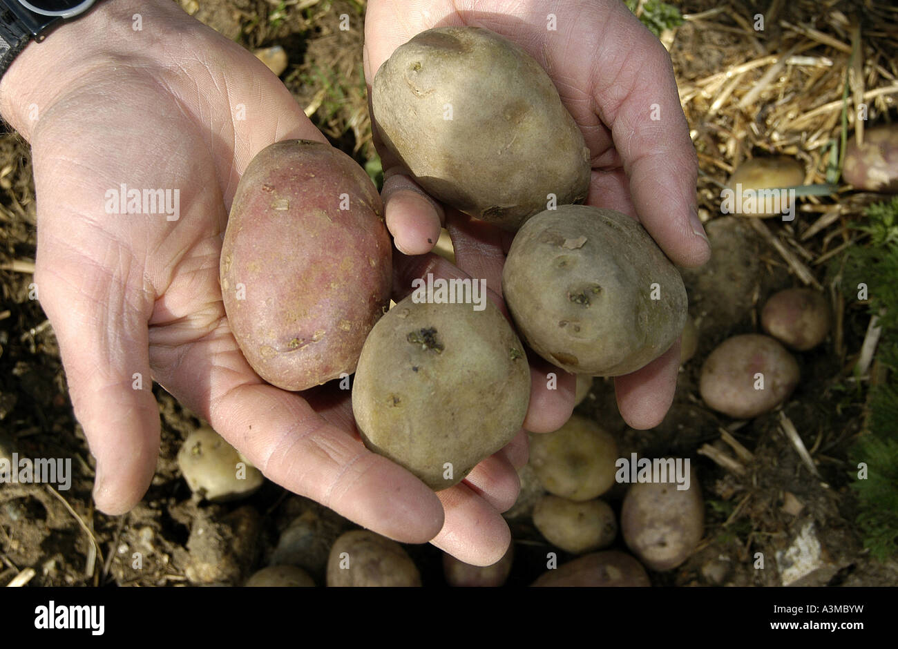 Spuds handling hi-res stock photography and images - Alamy