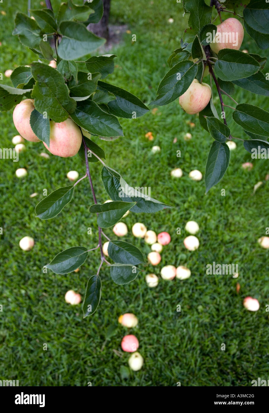 Fallen apples underneath apple tree and growing apples Stock Photo - Alamy