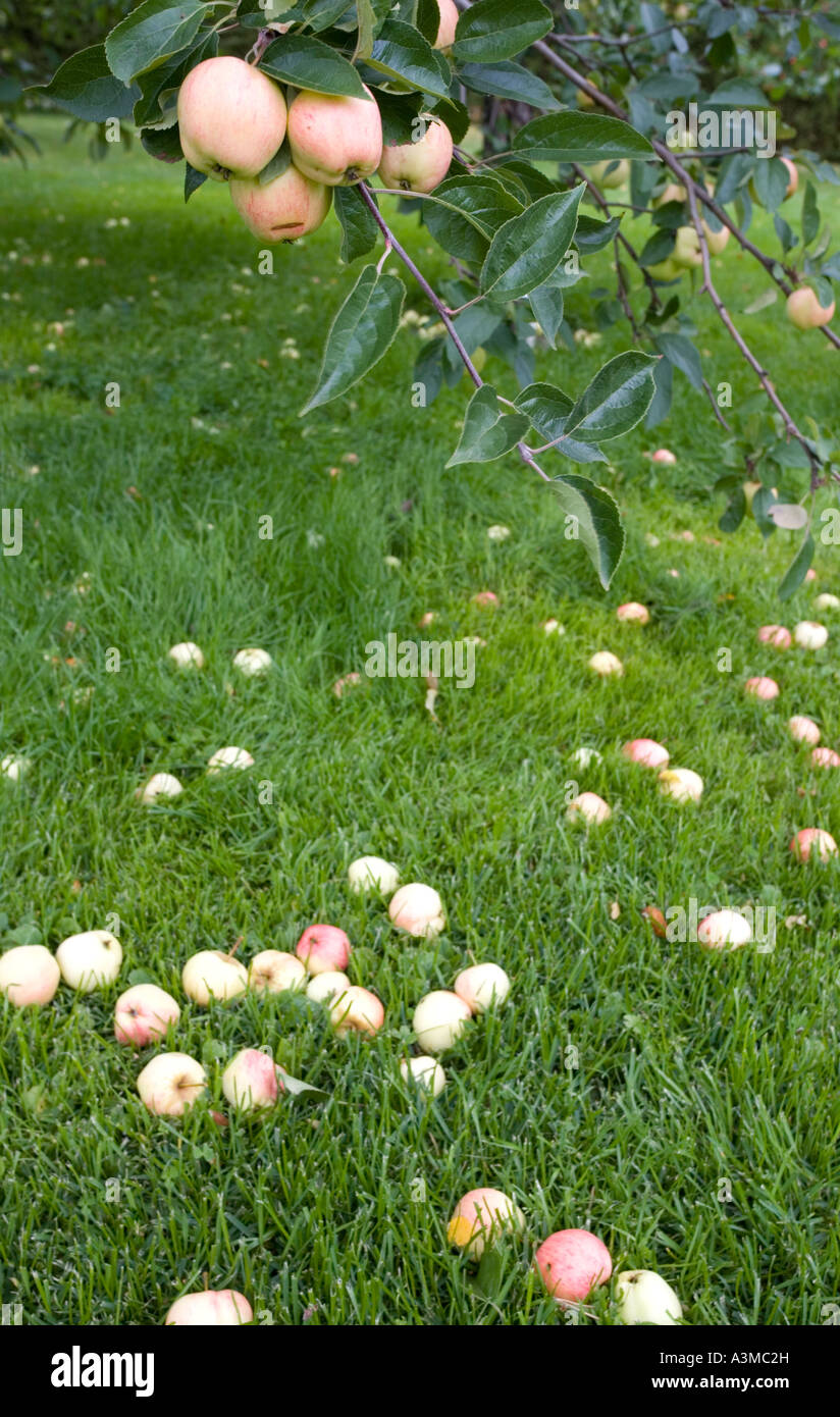 Fallen apples underneath apple tree and growing apples Stock Photo - Alamy