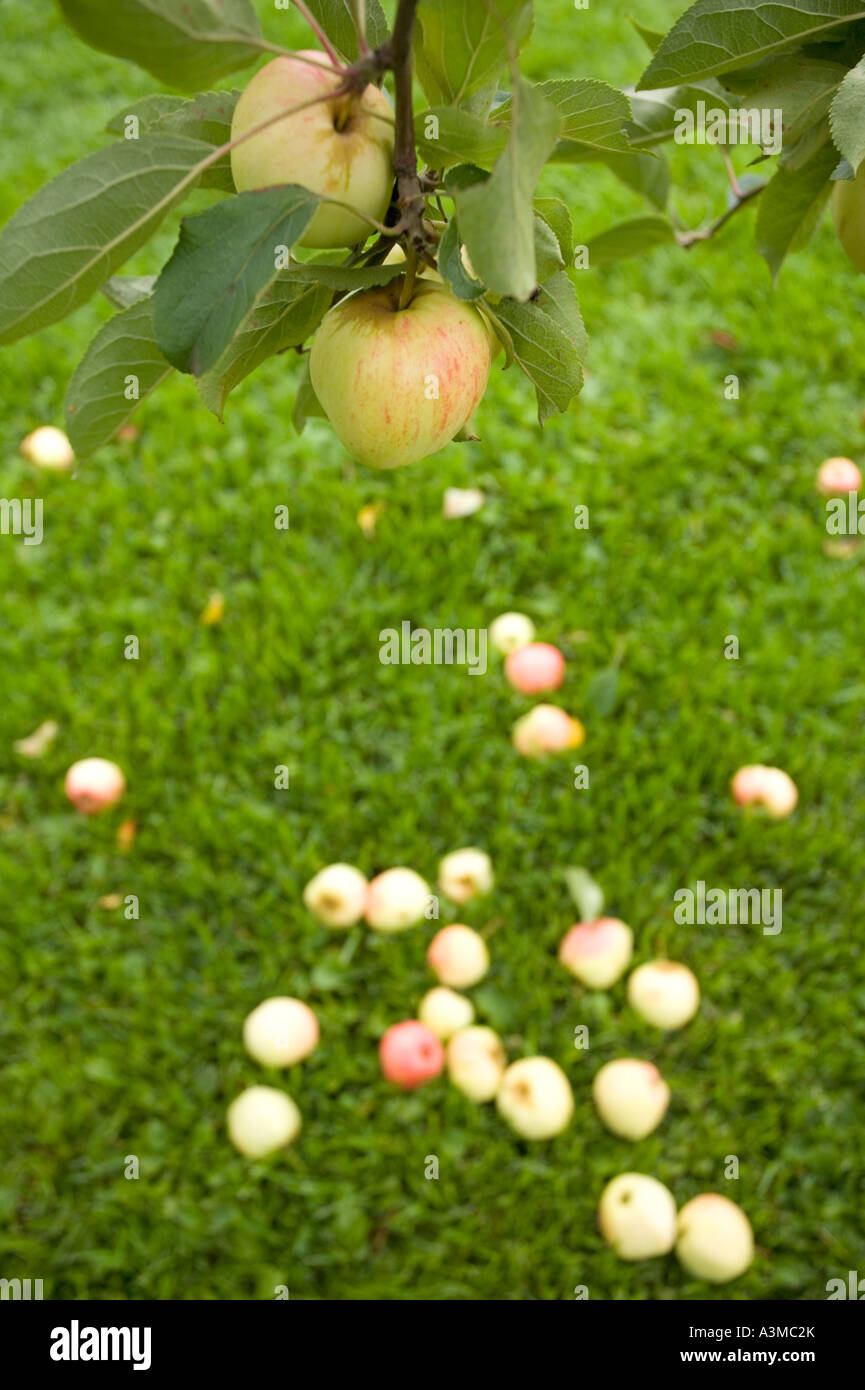 Fallen apples underneath apple tree and branch of apples Stock Photo ...