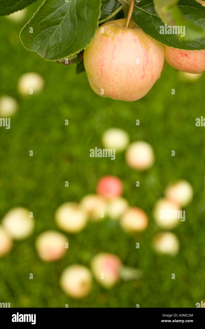 Fruits Fallen Off Tree High Resolution Stock Photography and Images - Alamy