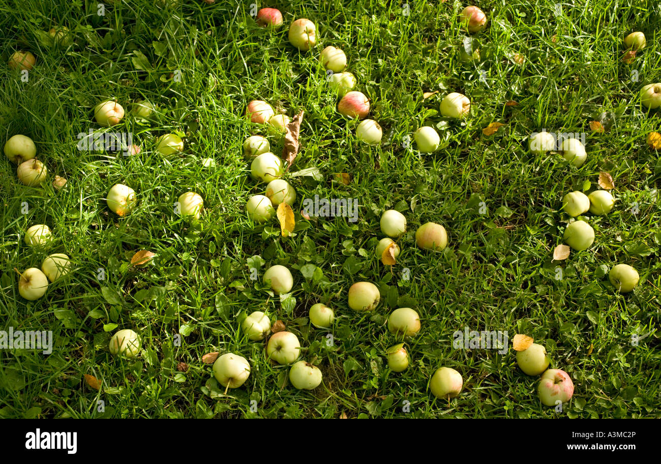 Lots of fallen apples lying on the ground , Finland Stock Photo - Alamy