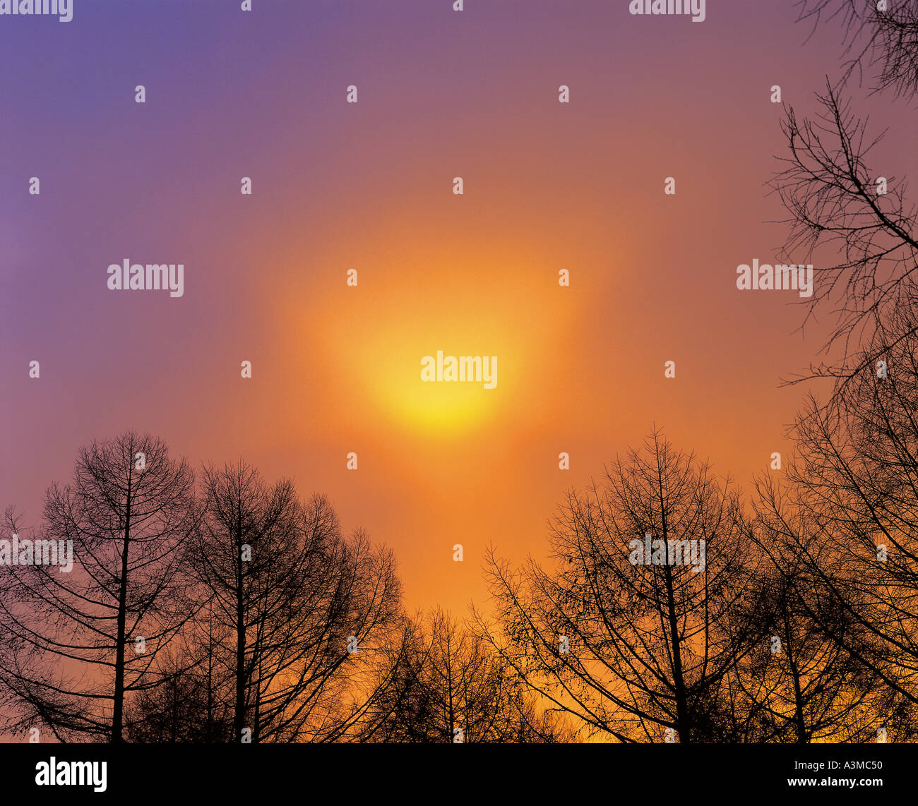 Nature Tree Trees Stock Photo - Alamy