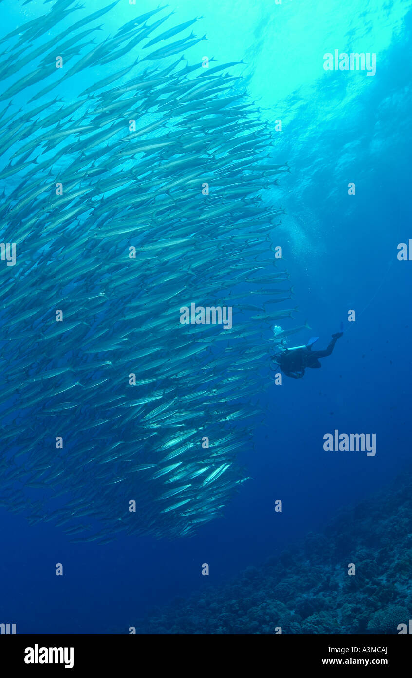 Baracuda diver hi-res stock photography and images - Alamy