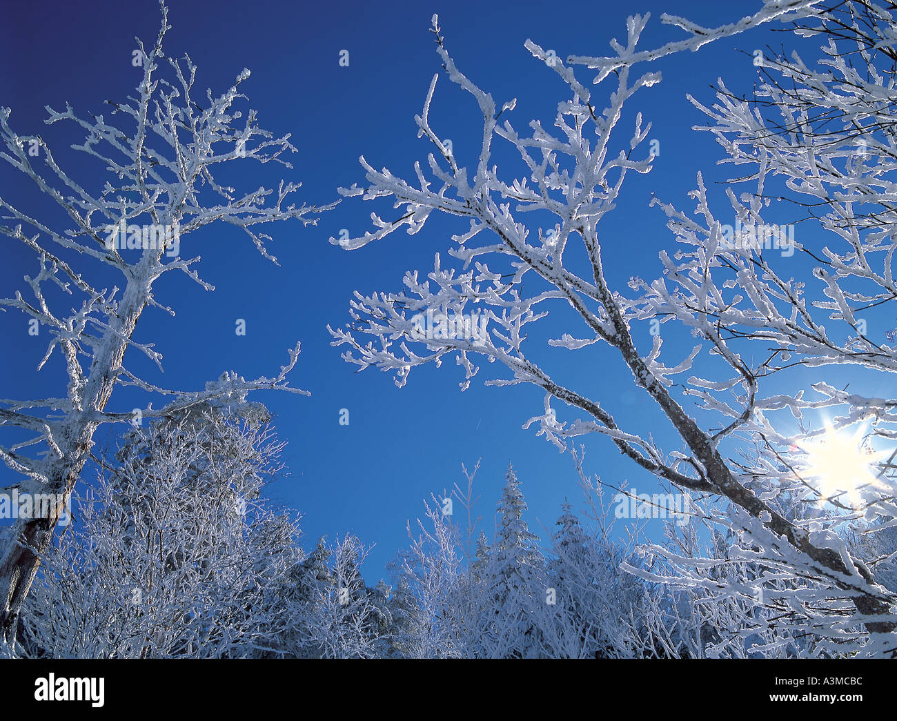 Nature Tree Trees Stock Photo - Alamy
