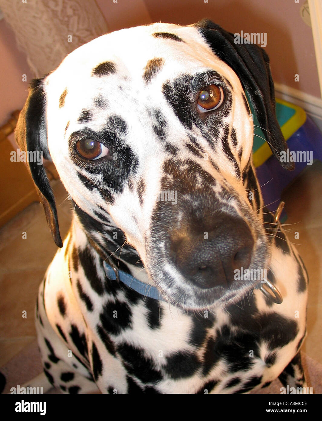 Dog dalmation spots look funny dalmation hi-res stock photography and ...