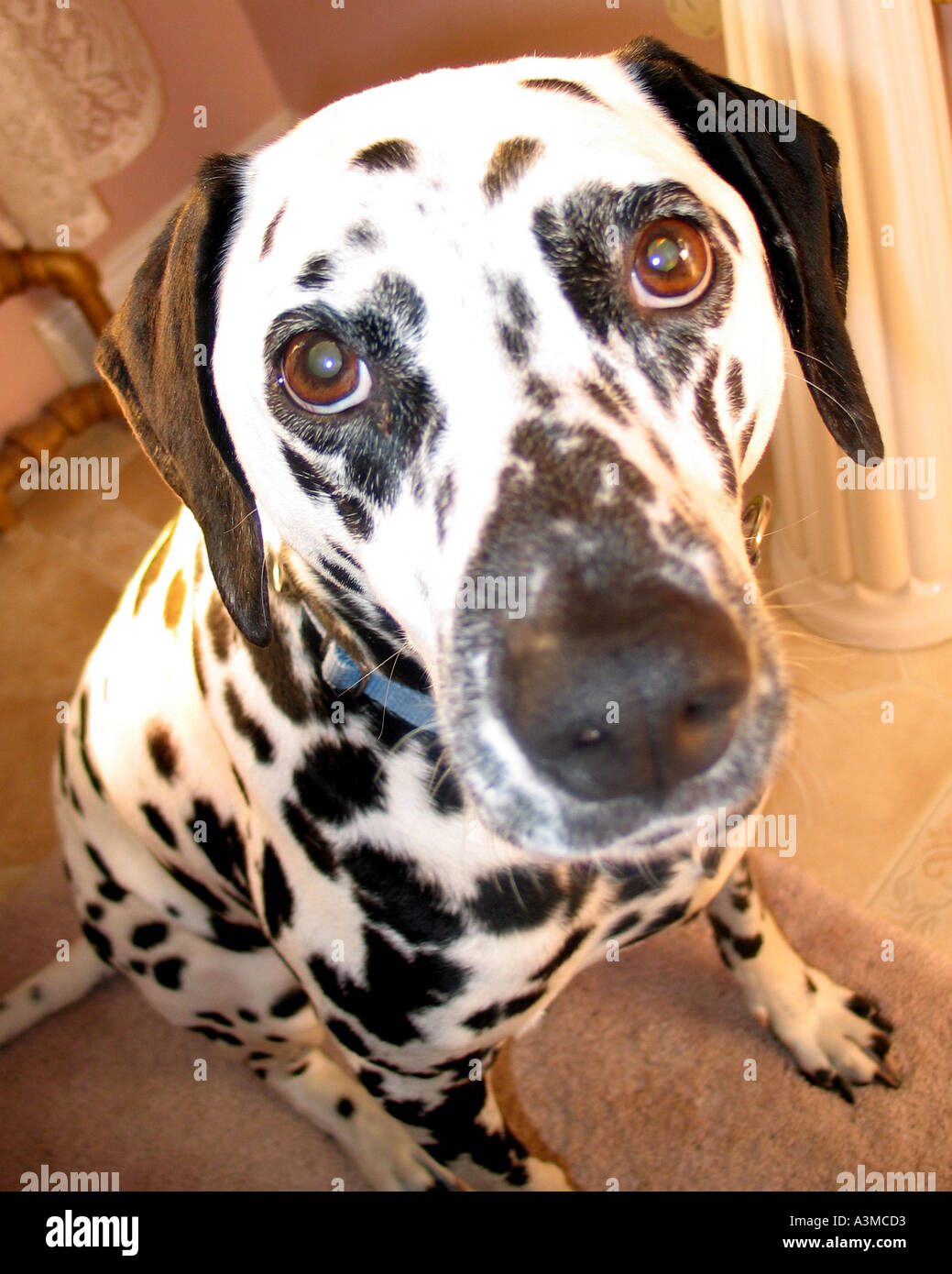Dog dalmation spots look funny dalmation hi-res stock photography and ...