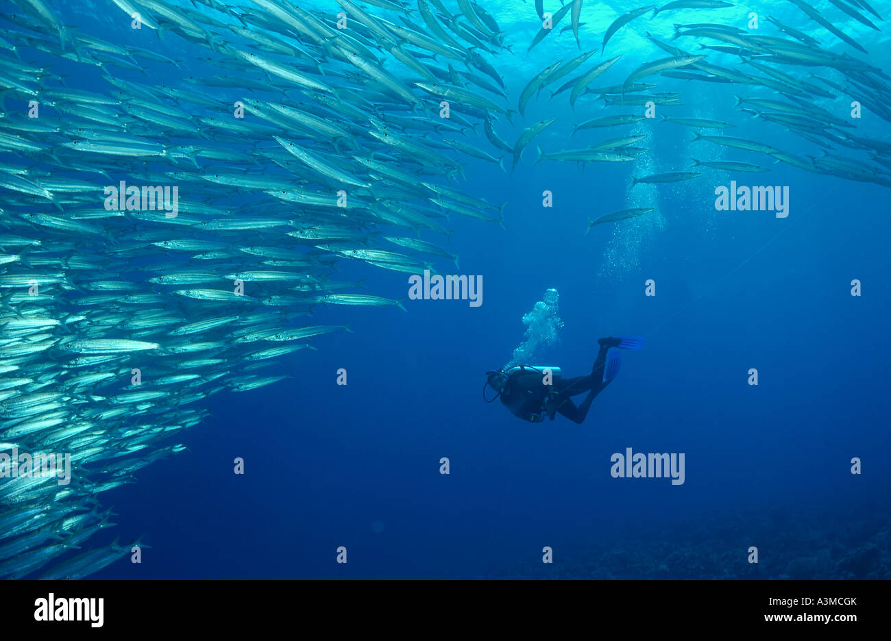 Baracuda Diver High Resolution Stock Photography and Images - Alamy