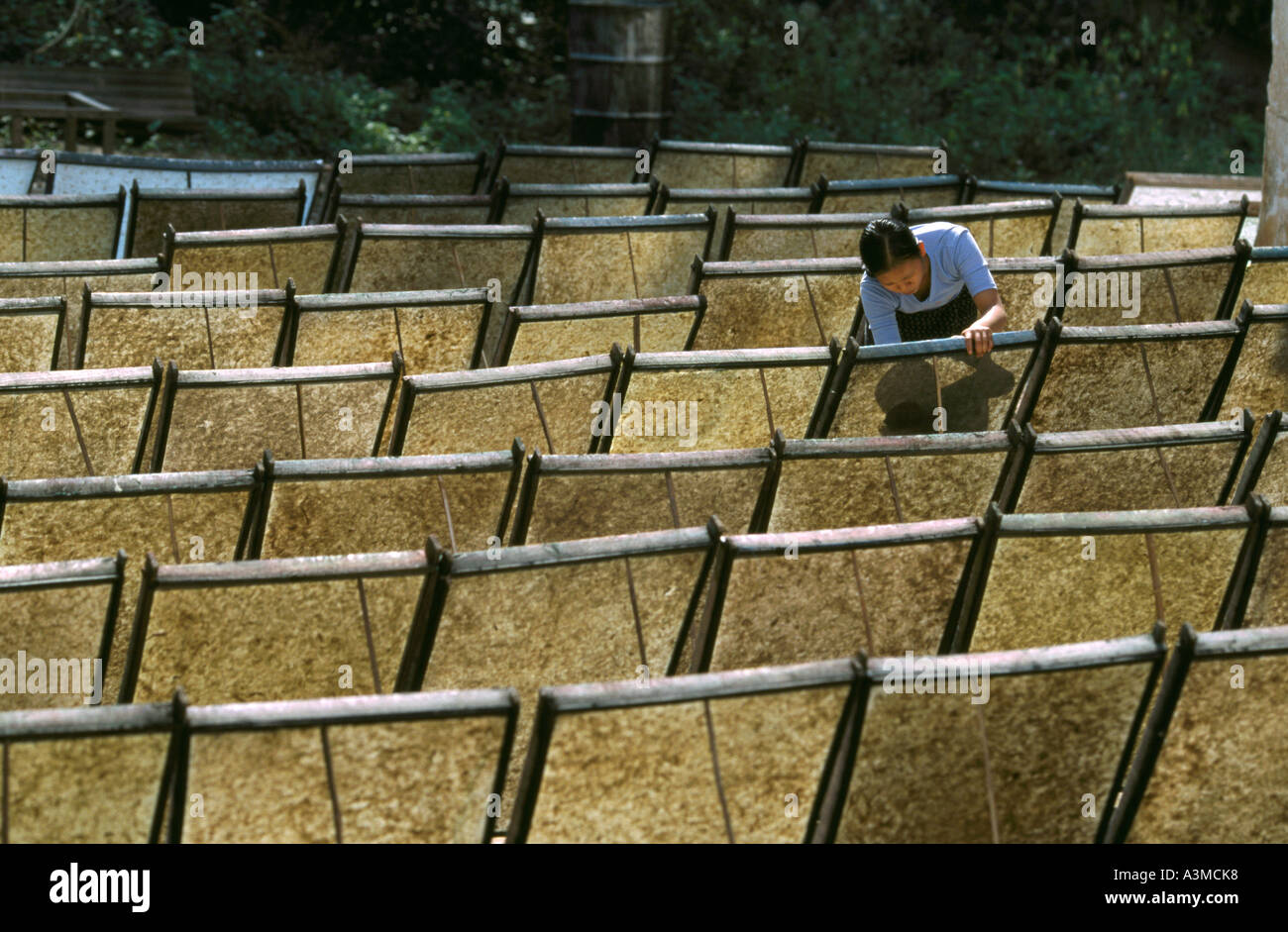 Paper on drying racks in the sun, Luang Prabang, Laos Stock Photo - Alamy