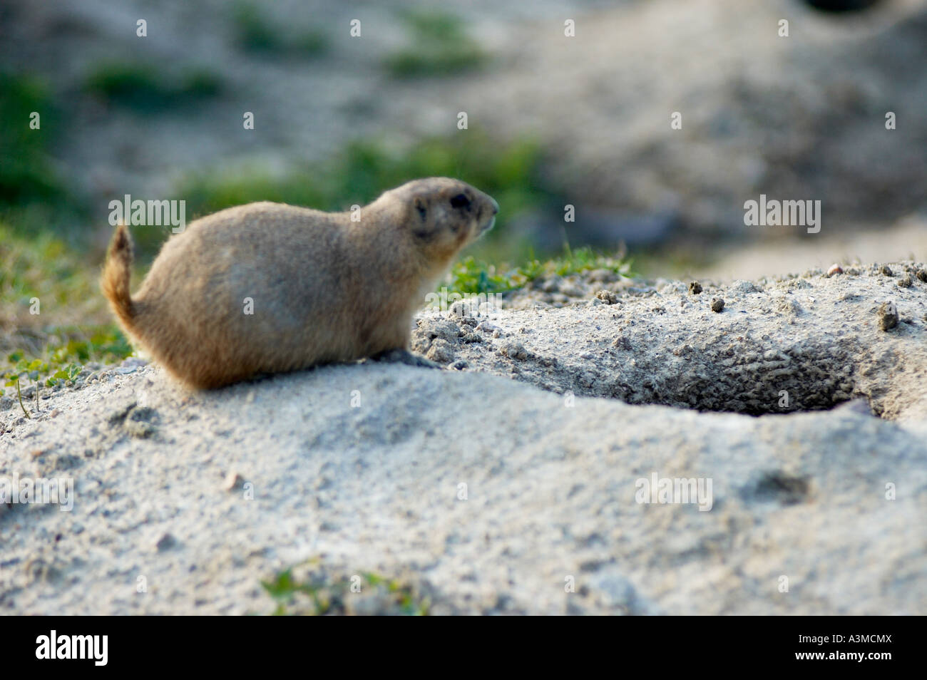 prarie dog southwest southwestern desert rodent burrowing Stock Photo ...