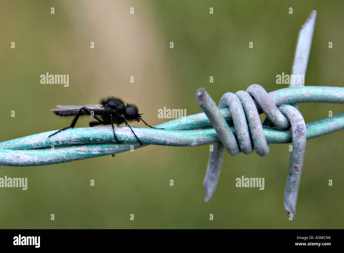 Flying insect on barbed wire Stock Photo - Alamy
