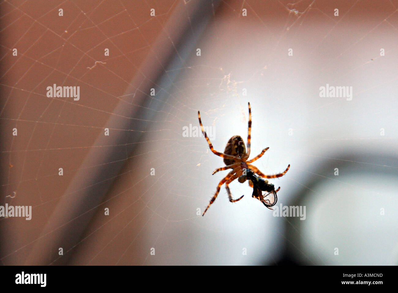 Spider eating prey Stock Photo - Alamy
