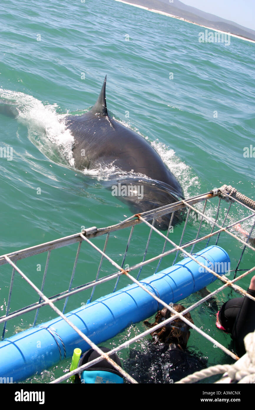 Shark dorsal fin surface hi-res stock photography and images - Alamy