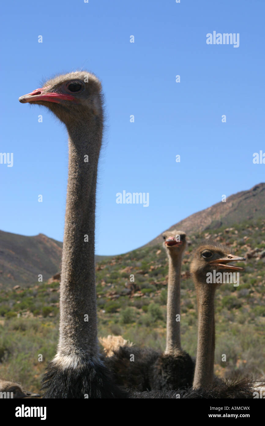 Three ostrich hi-res stock photography and images - Alamy