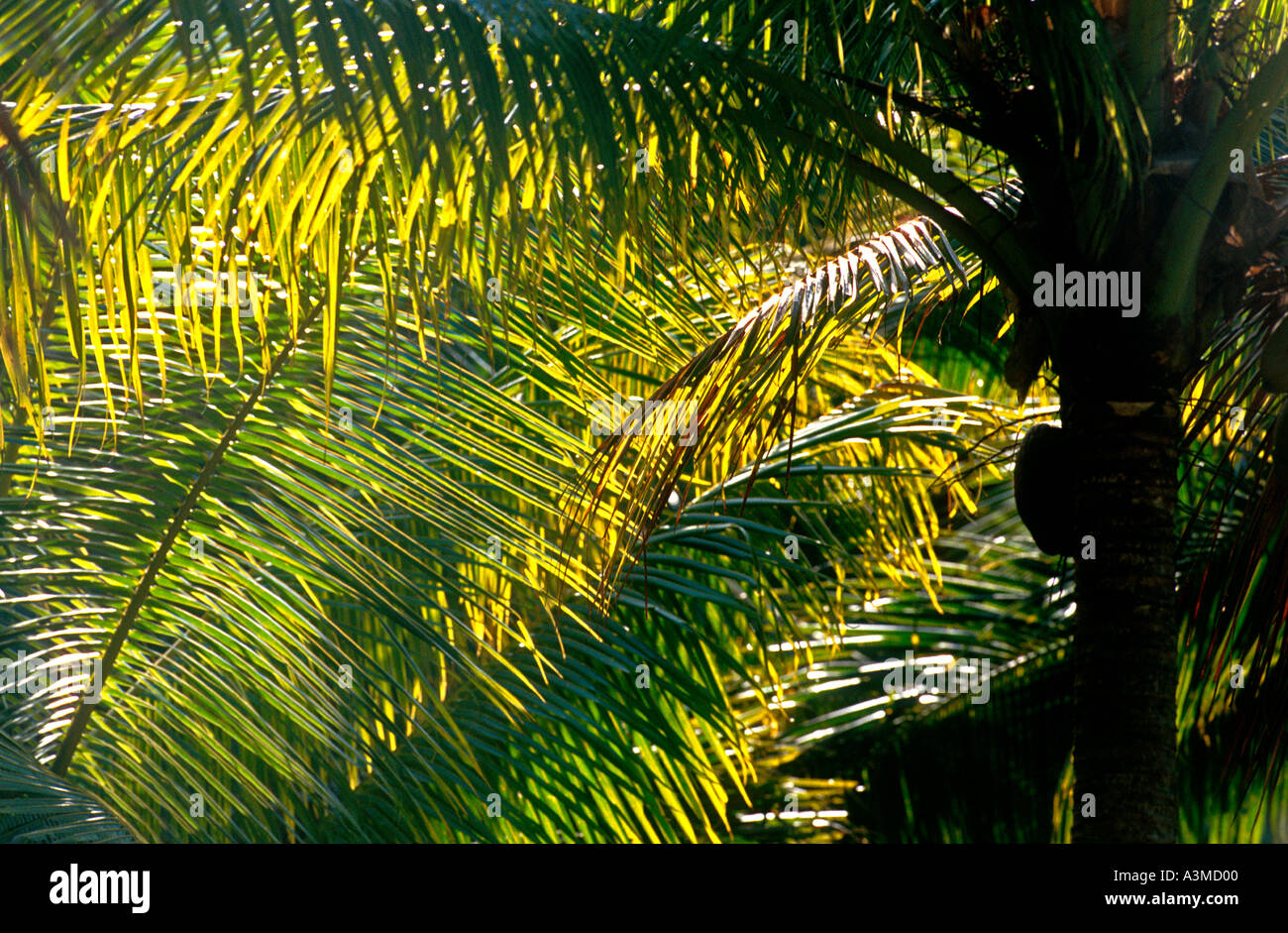 Sunlight shines through palm trees hi-res stock photography and images ...