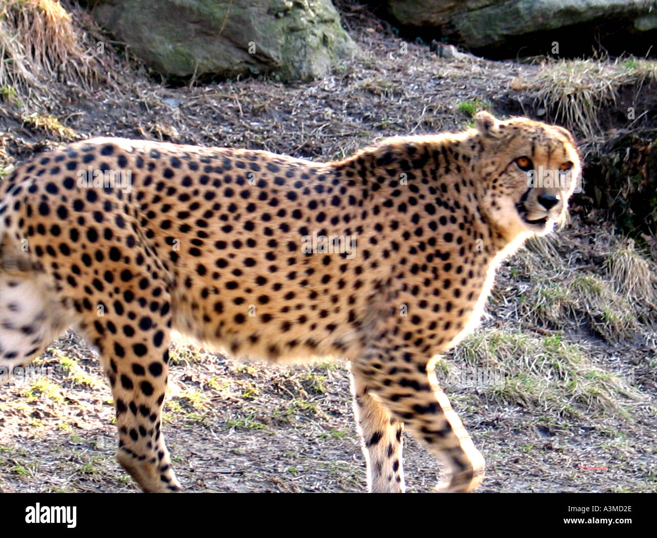 Leopard spots in the wild Stock Photo - Alamy