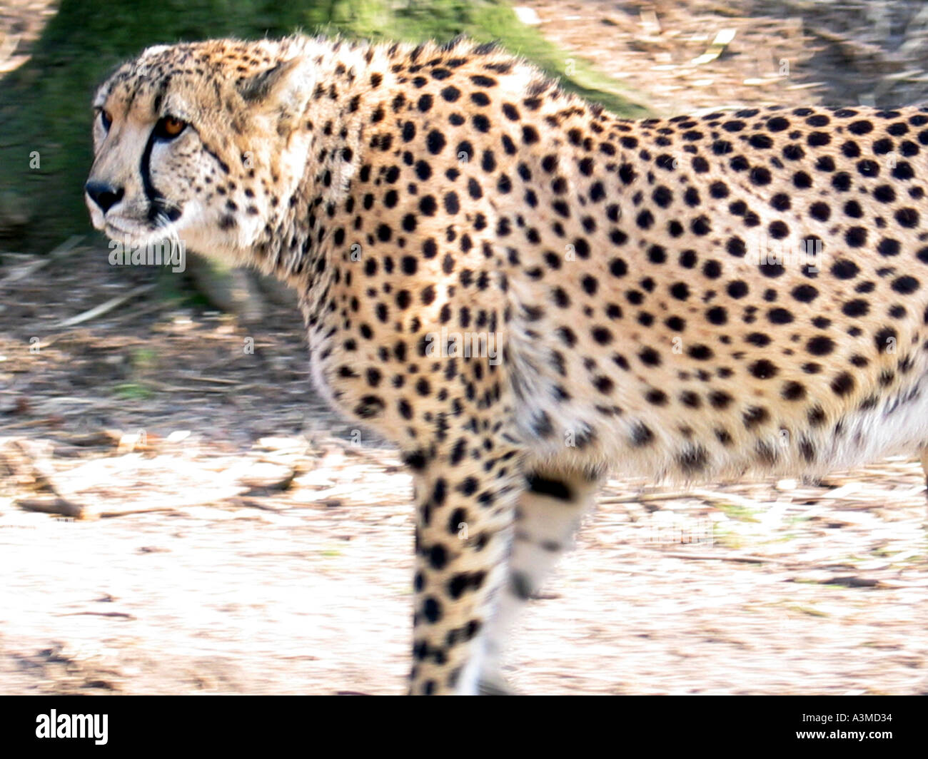 Leopard walking in the heat Stock Photo - Alamy