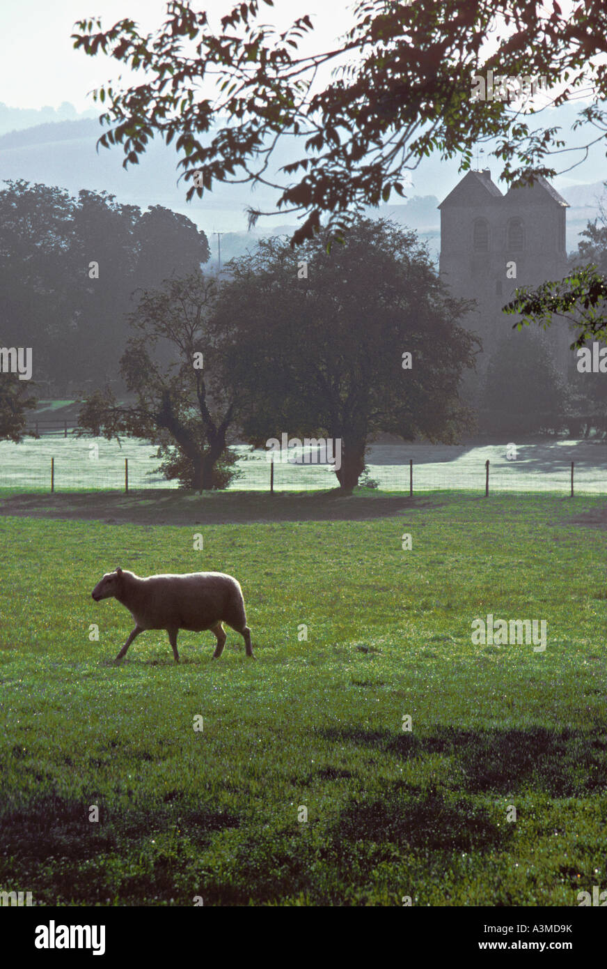 Fingest Church with saddleback roof Sheep grazing in meadow Chilterns ...