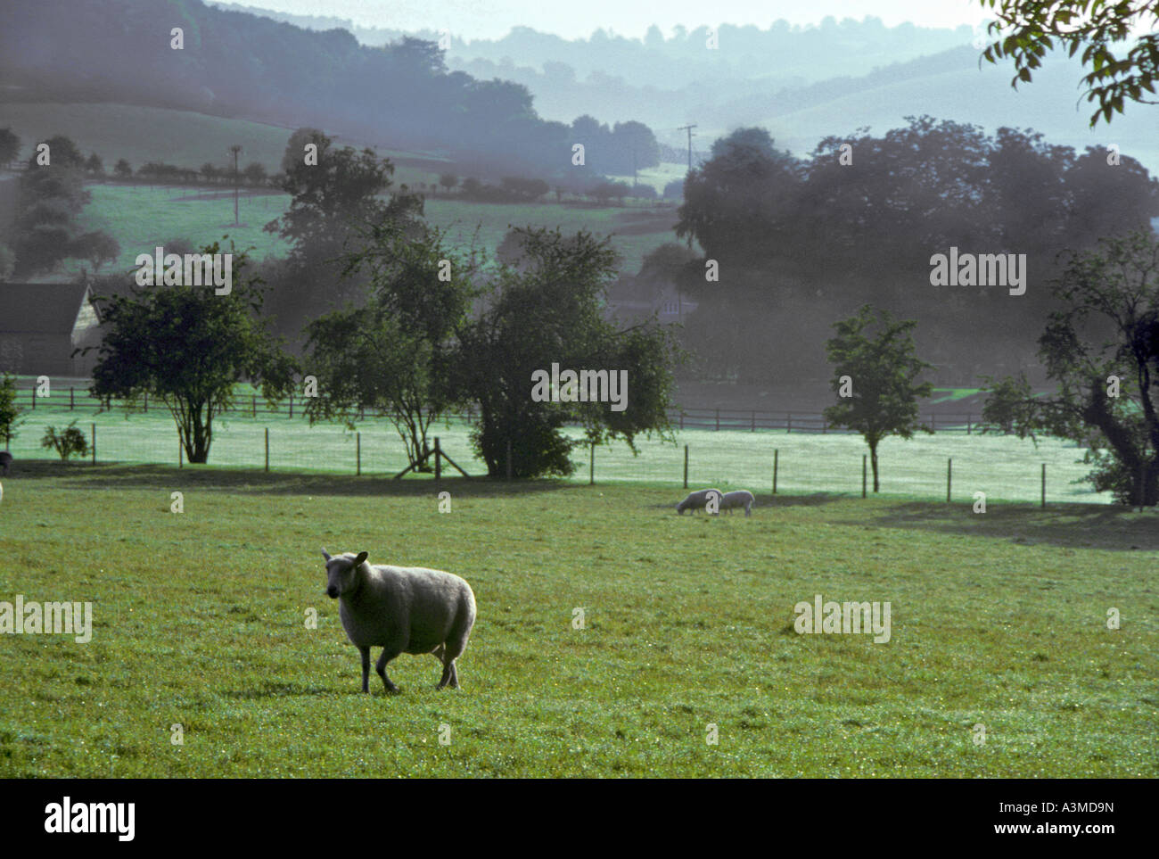 Dawn View across Sheep Fields, Chilterns Fingest, BRITAIN Stock Photo ...
