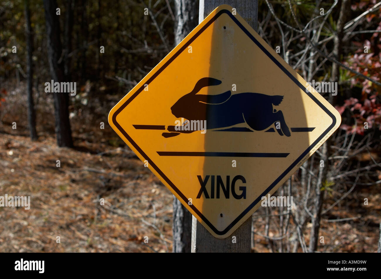 Hare crossing road hi-res stock photography and images - Alamy