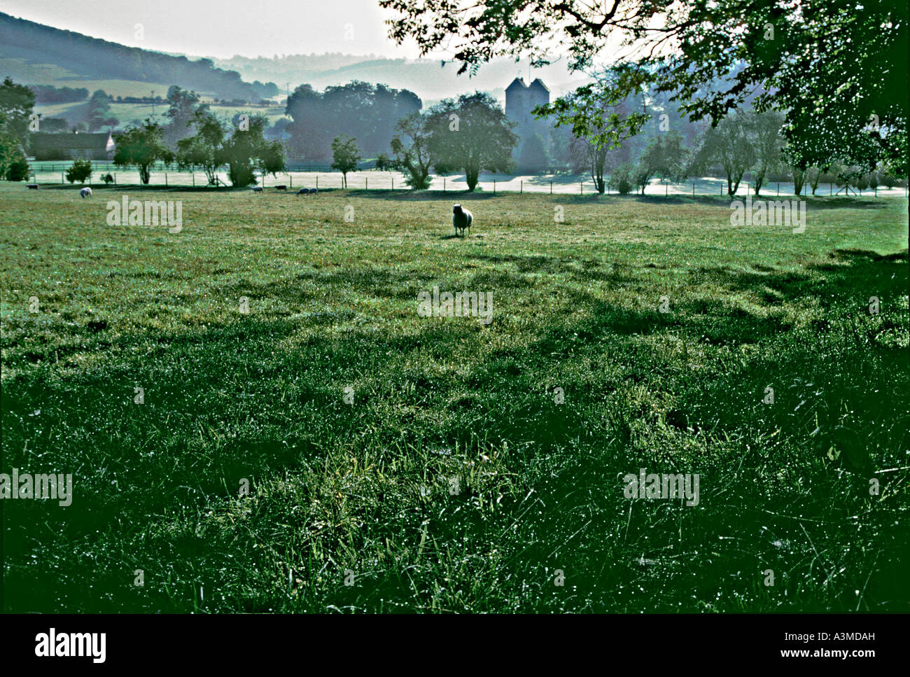 Dawn View across Sheep Fields, Chilterns Fingest, BRITAIN Stock Photo ...