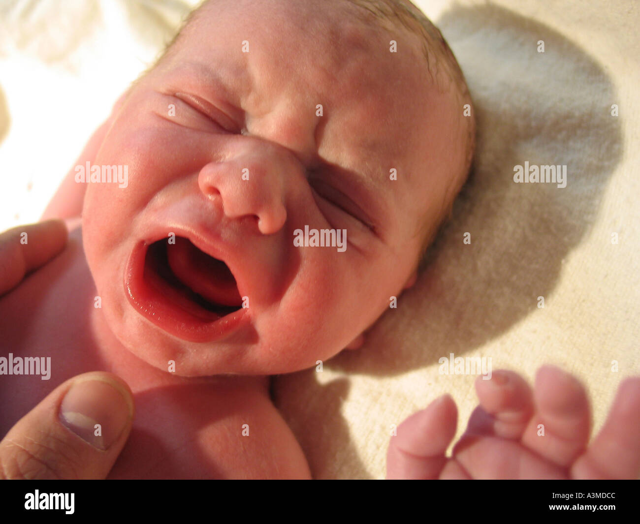 Closeup of newborn baby with father holding his chest only minutes old ...