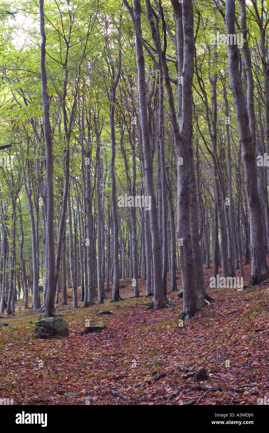 Autumn trees ireland hi-res stock photography and images - Alamy