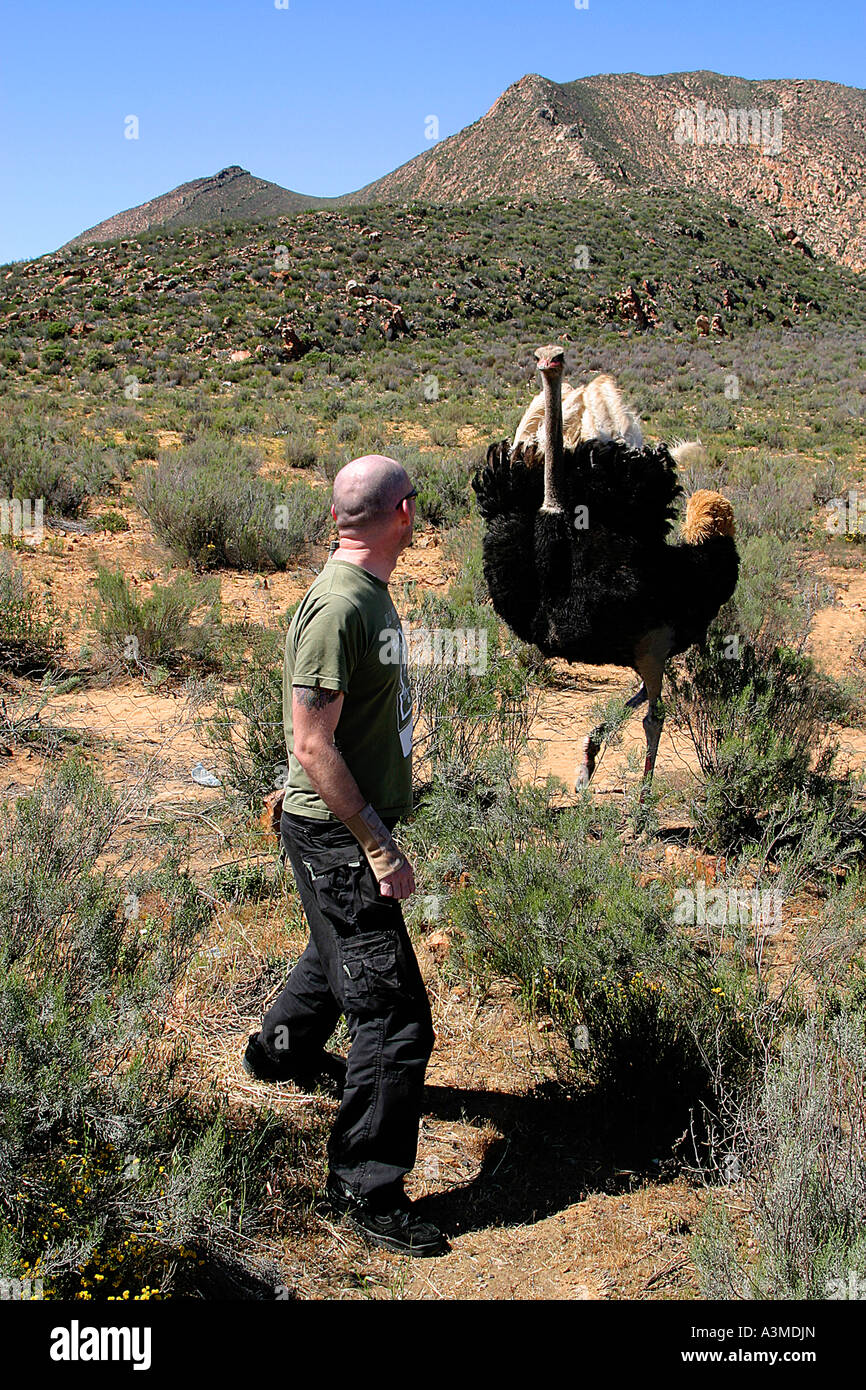 Baby Ostriches Attacks