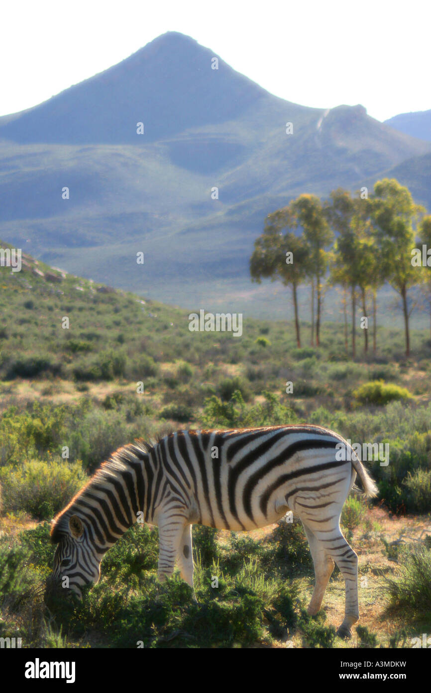 a zebra on safari Stock Photo - Alamy