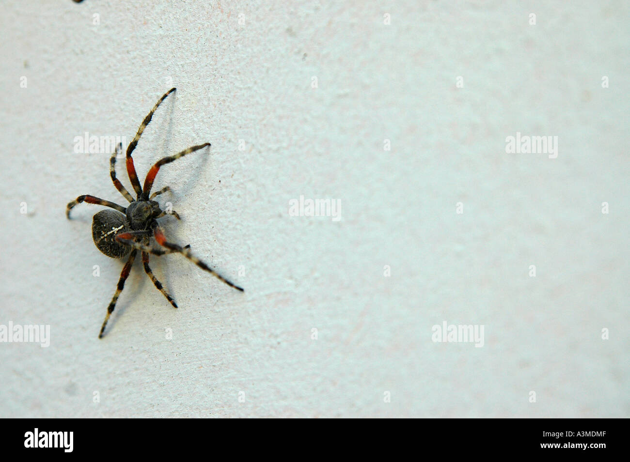 Spider moves along the wall toward camera Stock Photo - Alamy