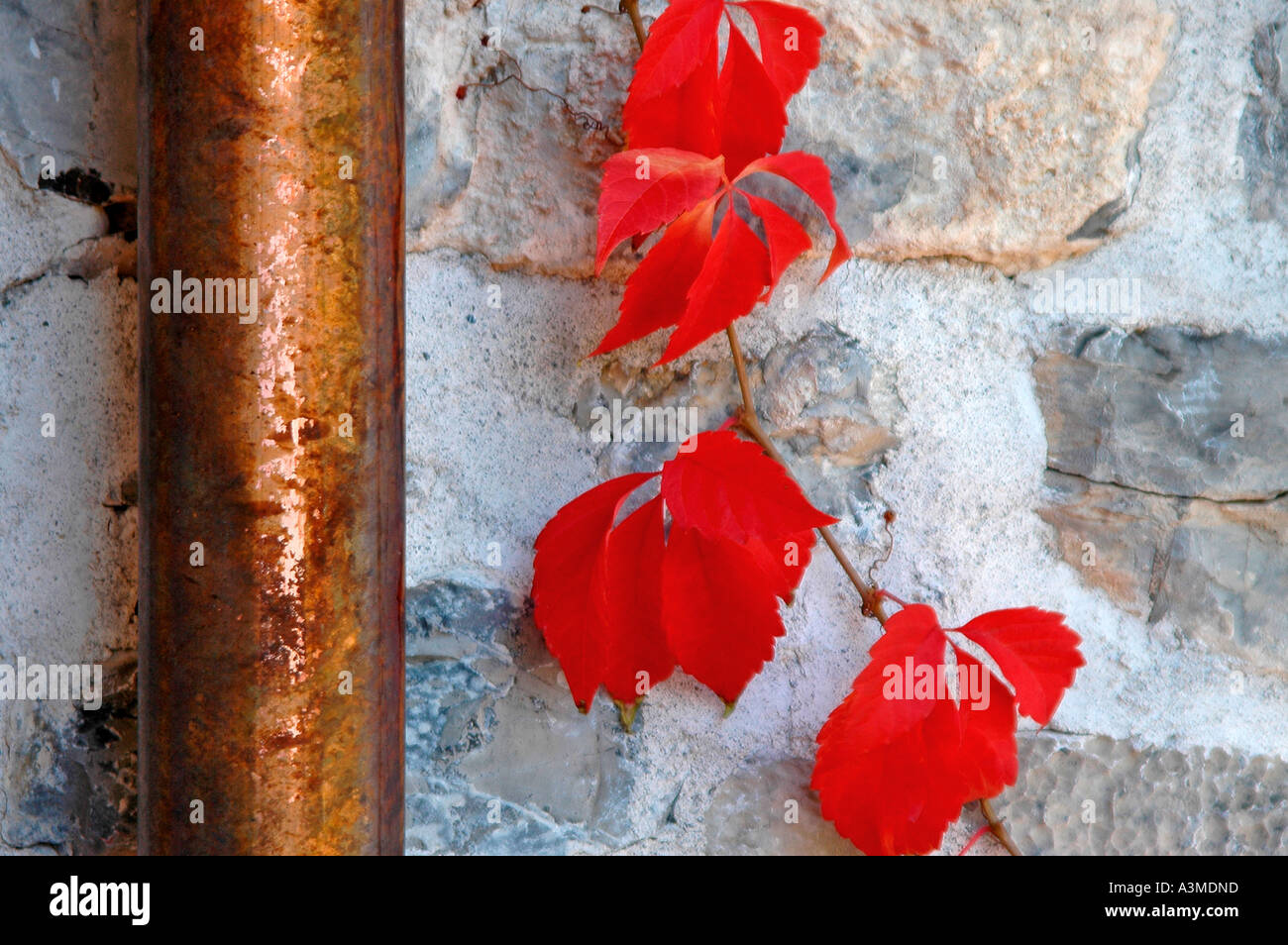 weather stained copper drain pipe with grape vine leaves turned red in ...