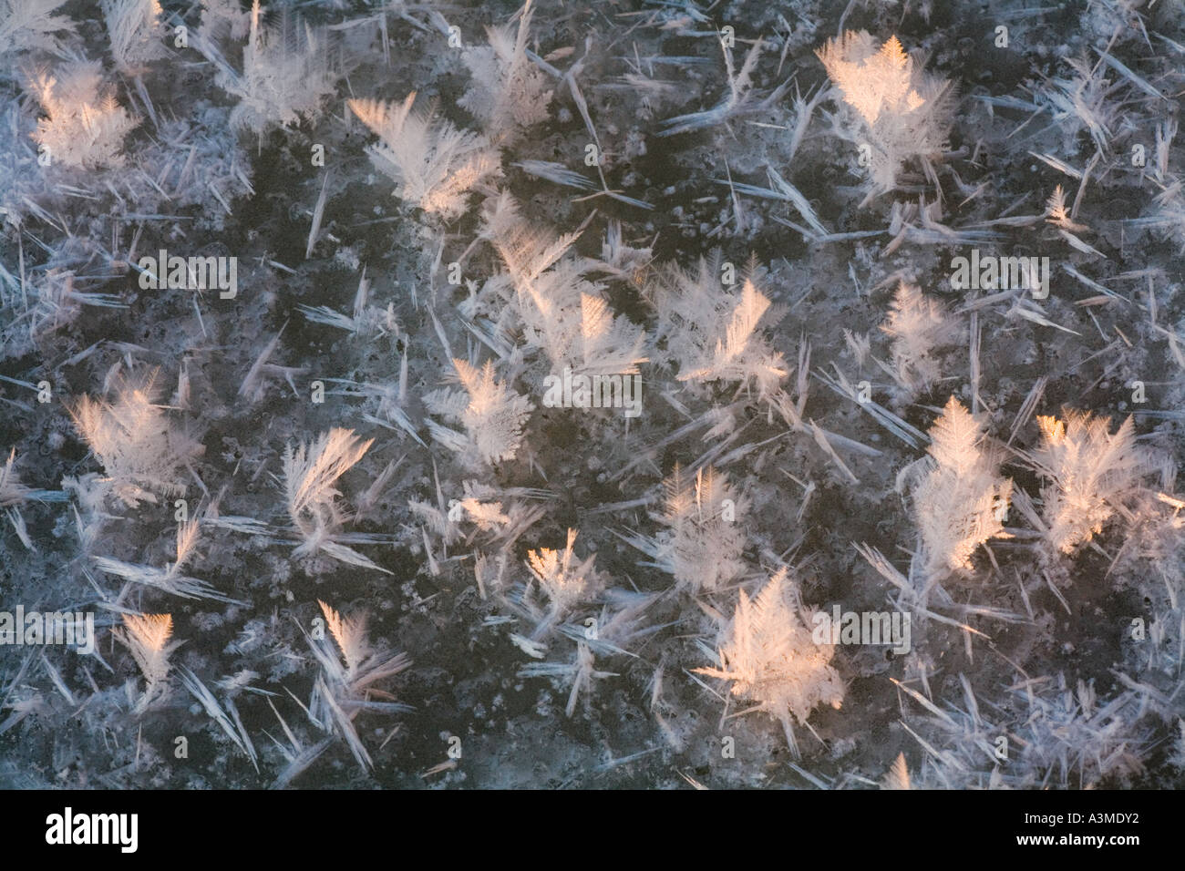 Ice crystals looking like feathers growing from the ground Stock Photo - Alamy