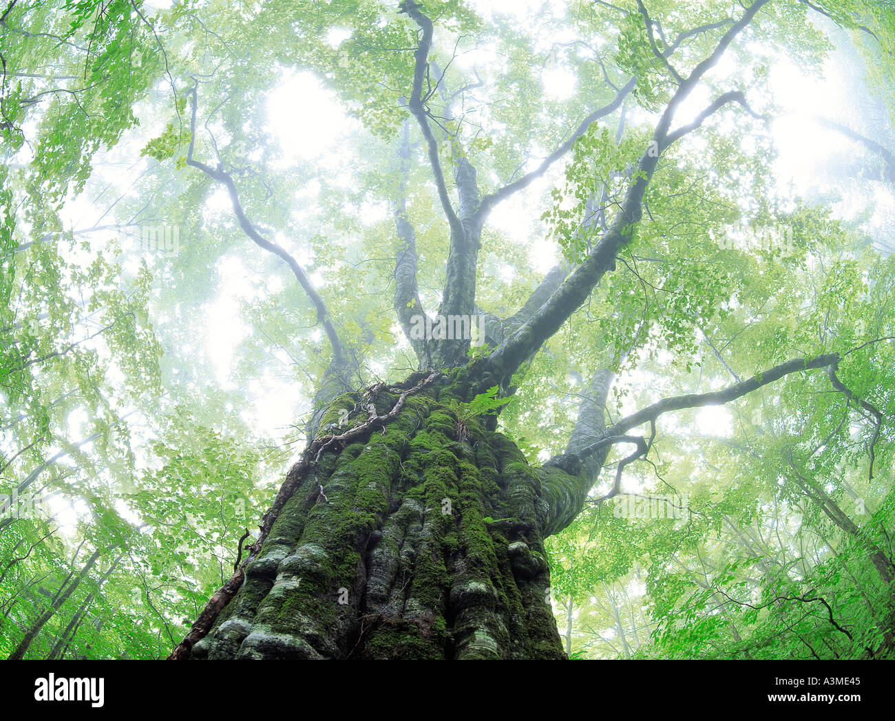Nature Tree Trees Stock Photo - Alamy