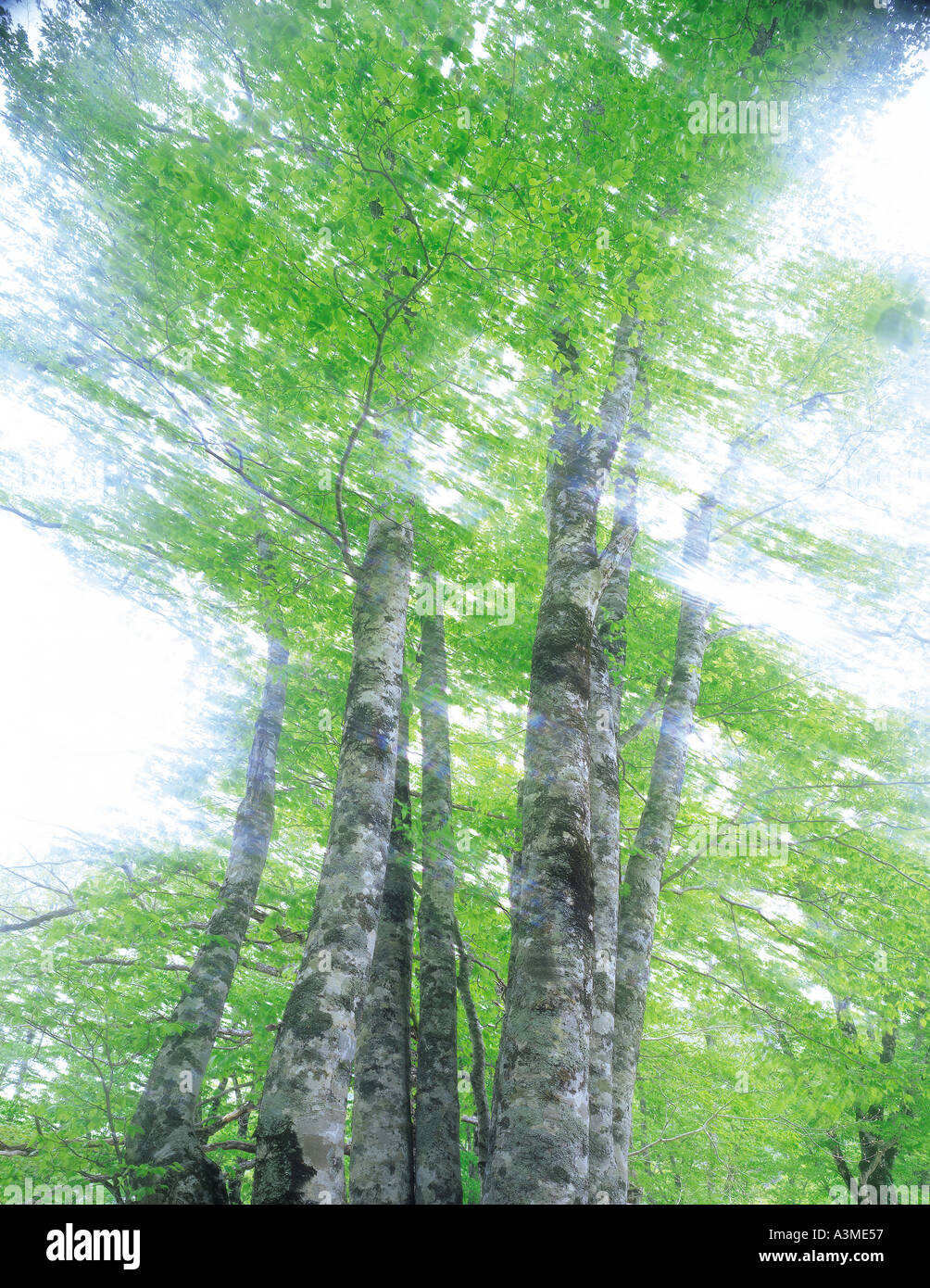 Nature Tree Trees Stock Photo - Alamy