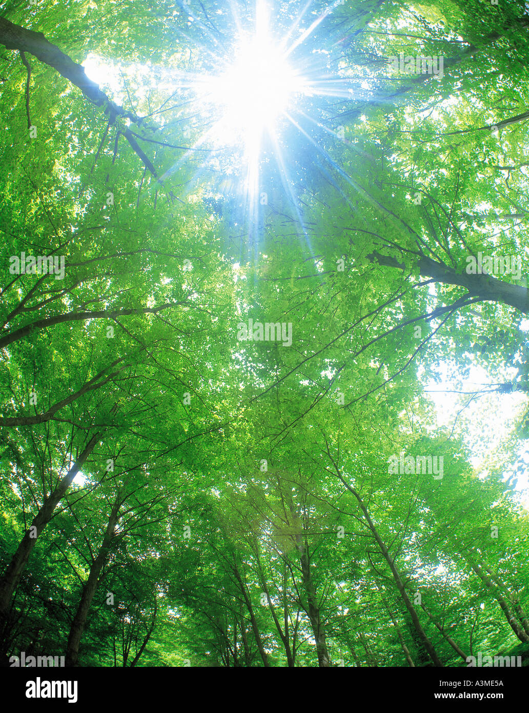 Nature Tree Trees Stock Photo - Alamy