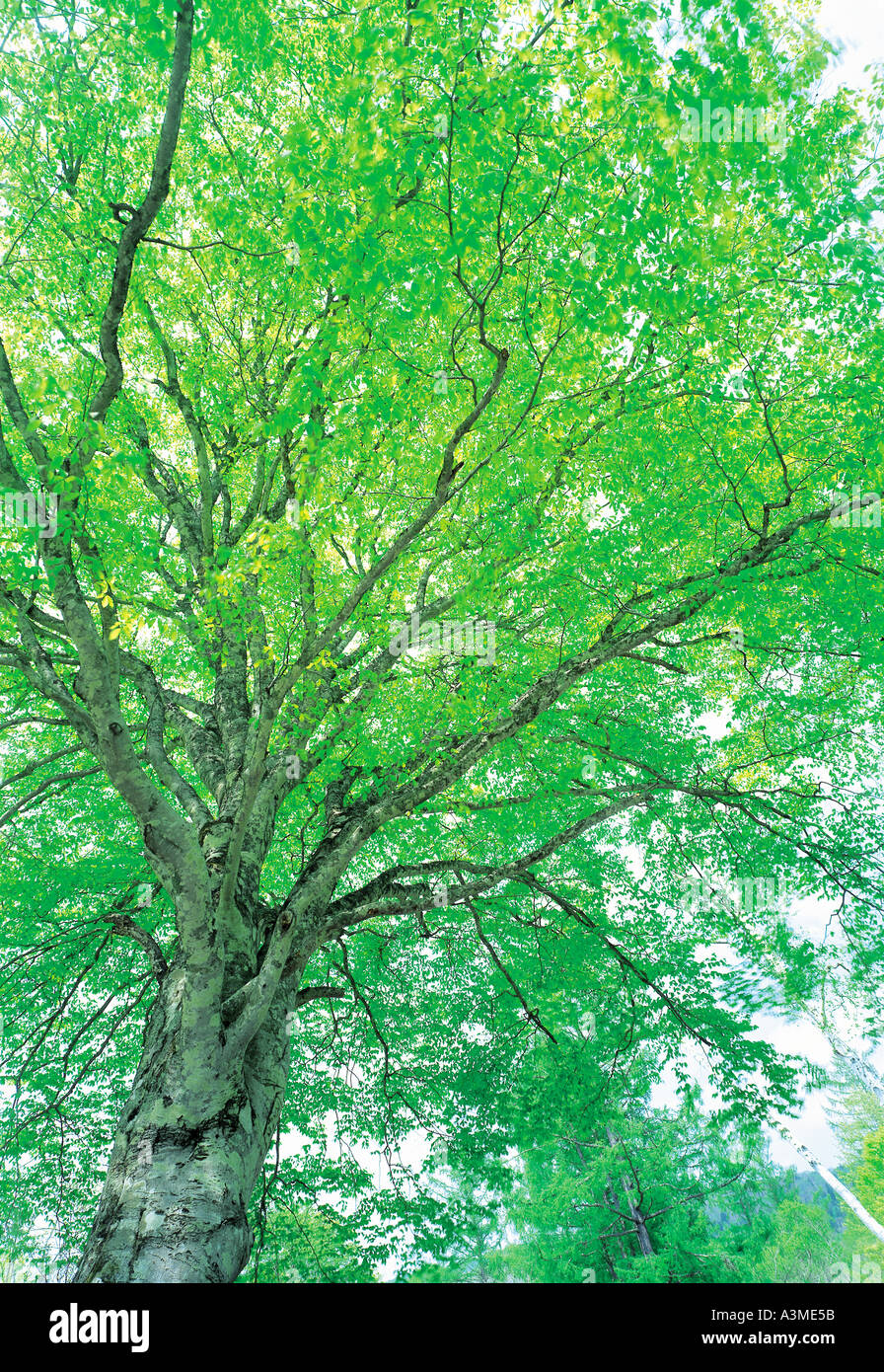 Nature Tree Trees Stock Photo - Alamy