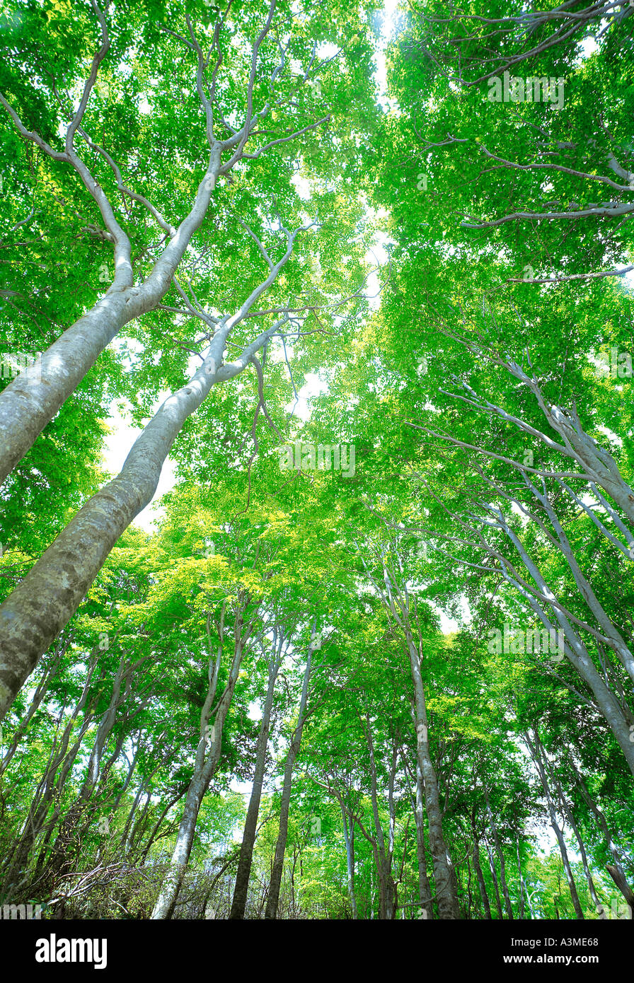 Nature Tree Trees Stock Photo - Alamy