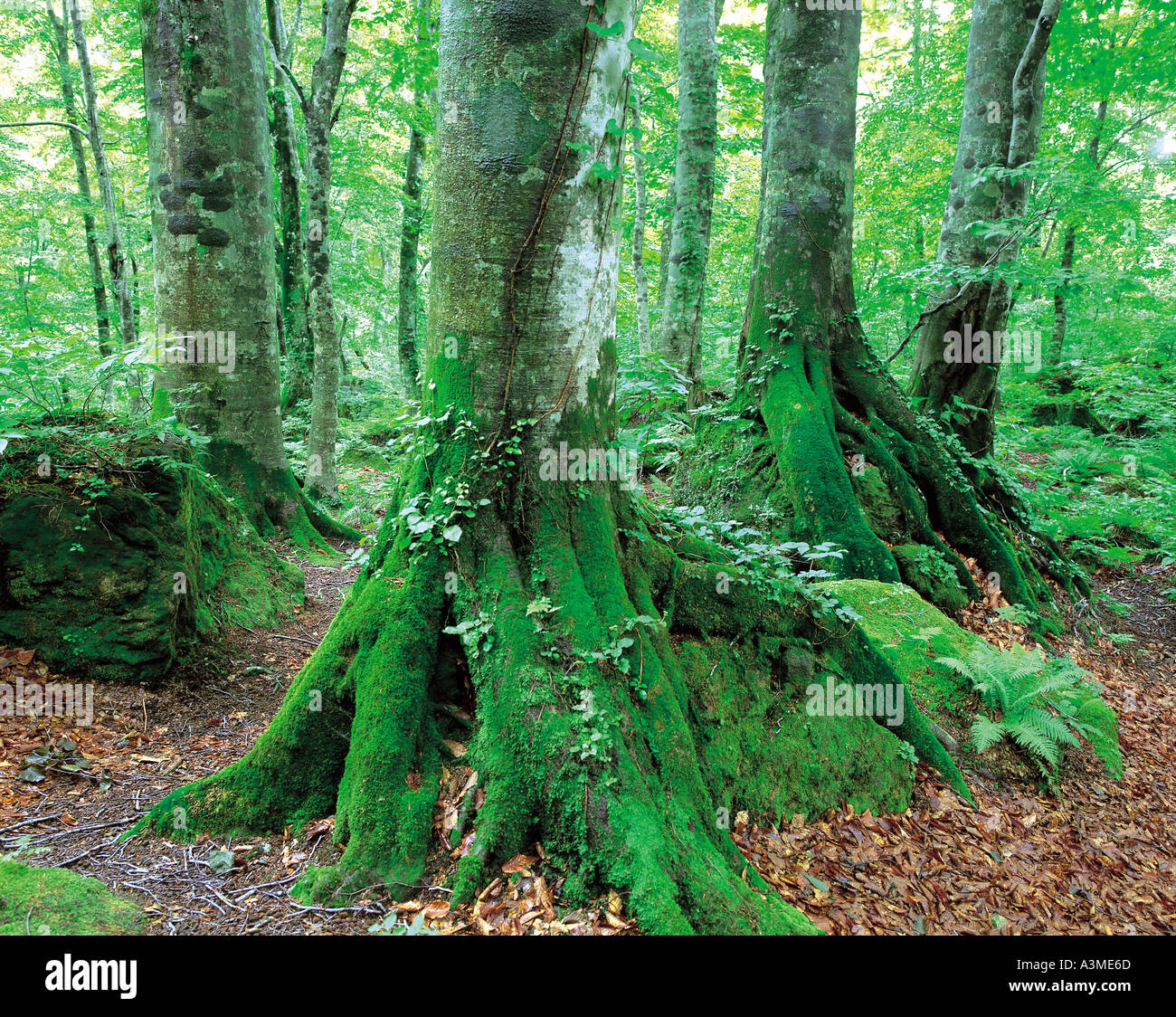 Nature Tree Trees Stock Photo - Alamy