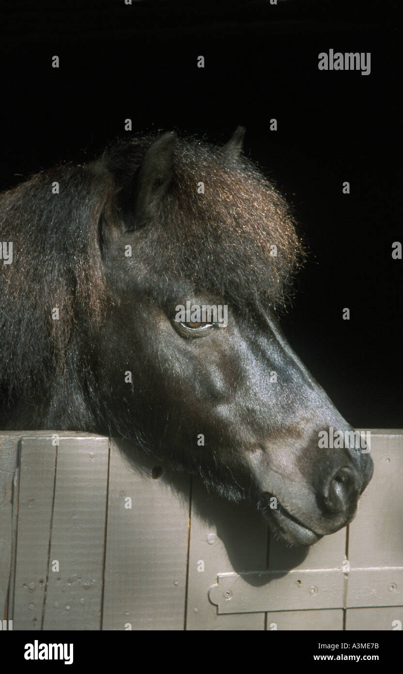 Shetland Pony looking over stable door Stock Photo - Alamy