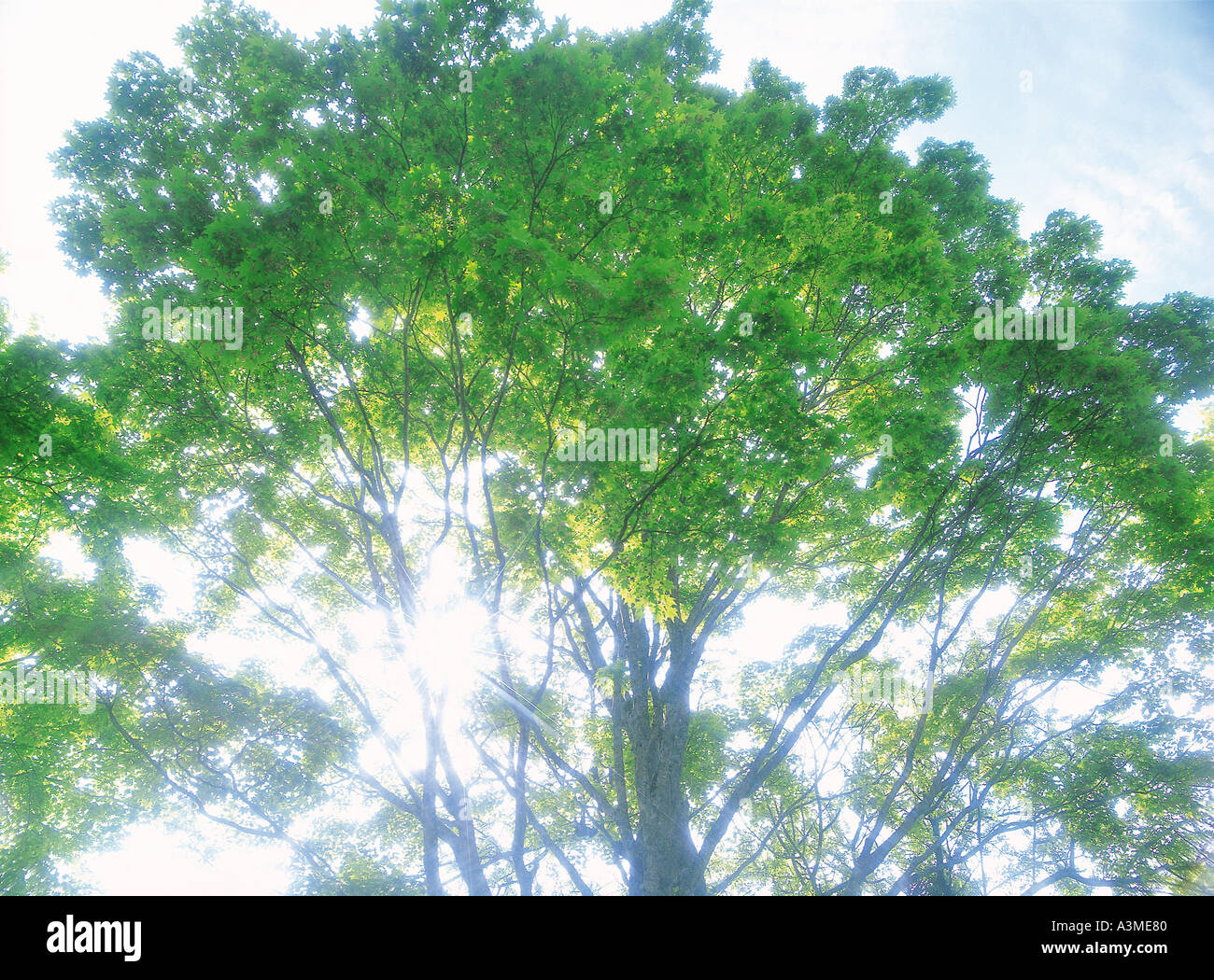 Nature Tree Trees Stock Photo - Alamy