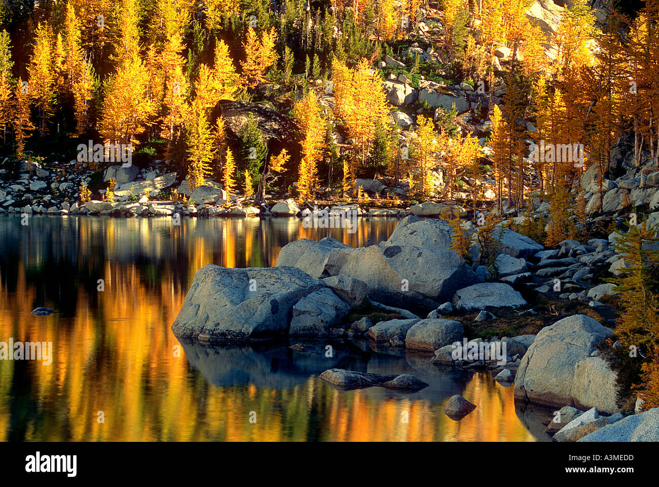 Fall larches surround the lakeshore of Inspiration Lake in the ...