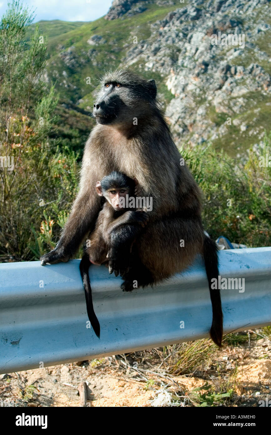 South Africa, Western Cape Province, Cape Peninsula, Chacma baboon ...