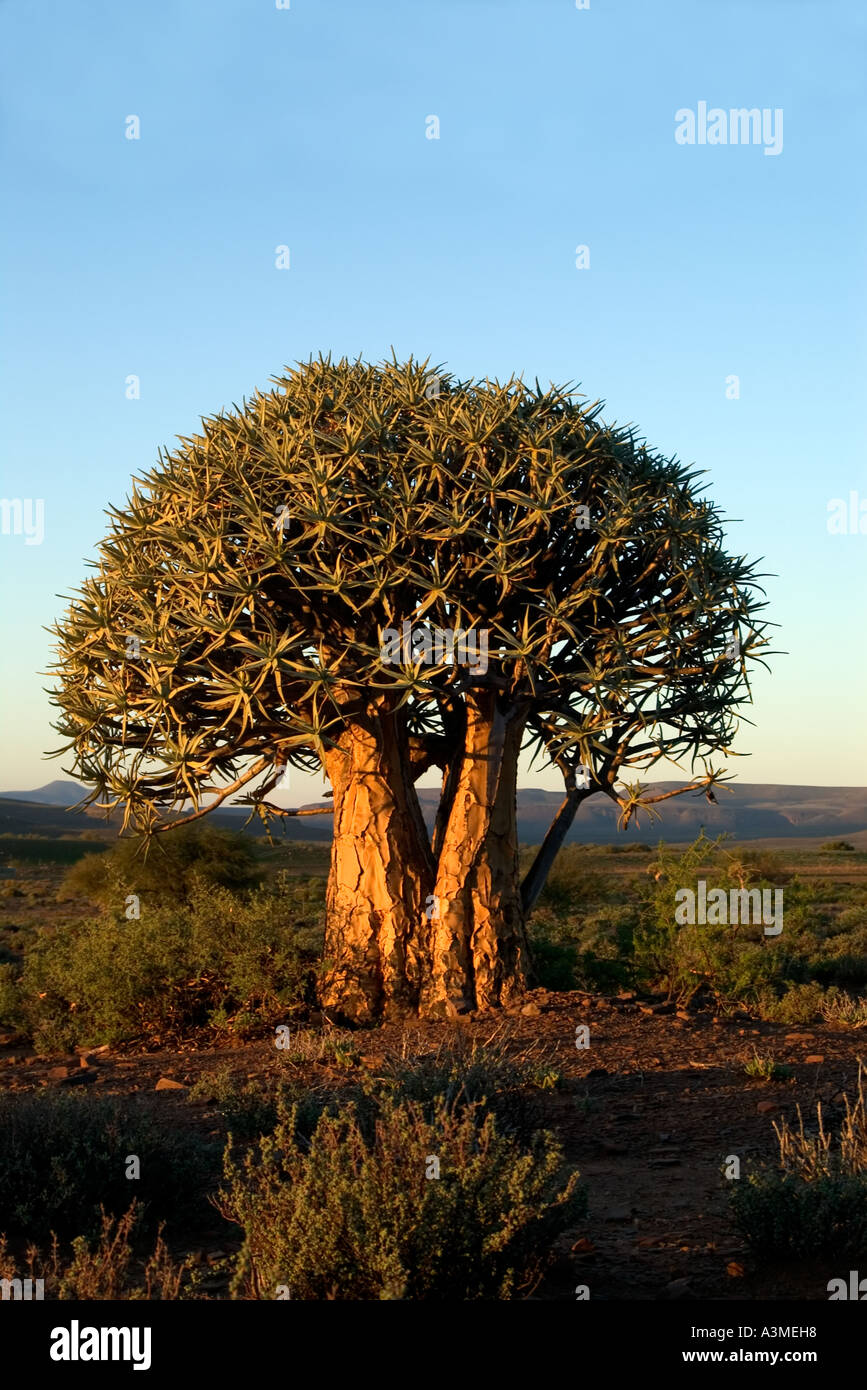 South Africa, Northern Cape Province, Nieuwoudtville, Quiver tree at ...